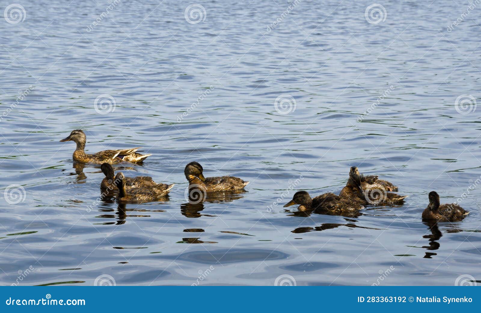 Drake Guards A Brood Of Ducklings With A Duck On A Lake In Spring Stock ...