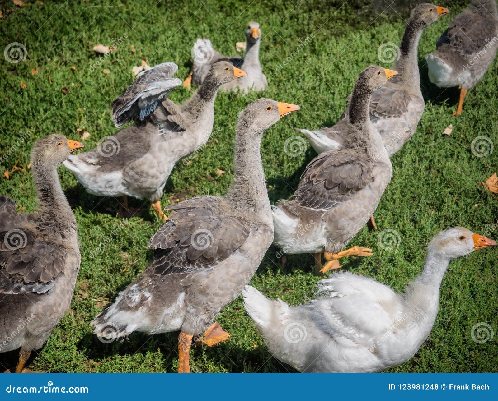 Flock of Young Geese Running Stock Photo - Image of flock, animal ...
