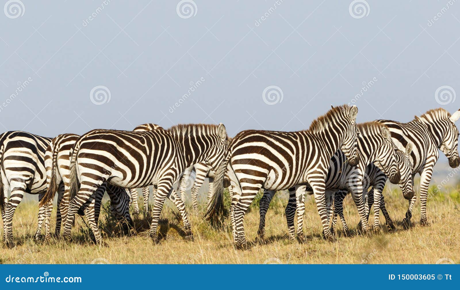 Flock of Zebras on the African Savanna Stock Image - Image of grass ...