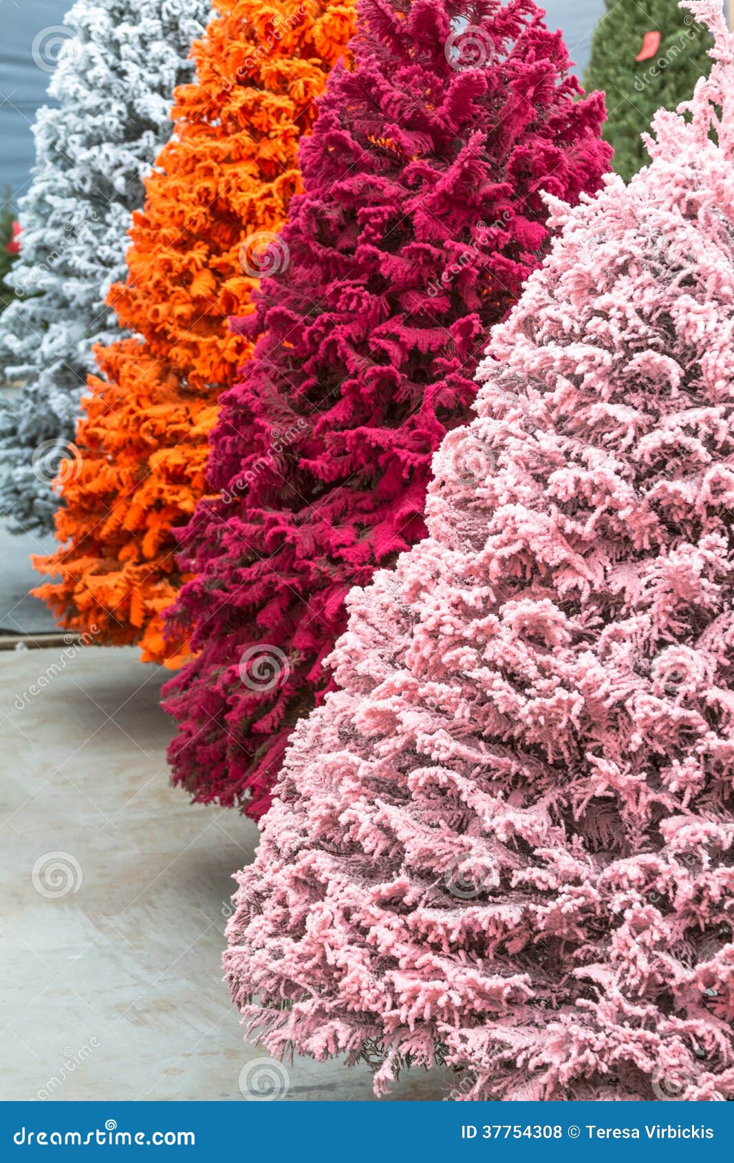 Flocked Christmas Trees stock photo. Image of large, small - 37754308