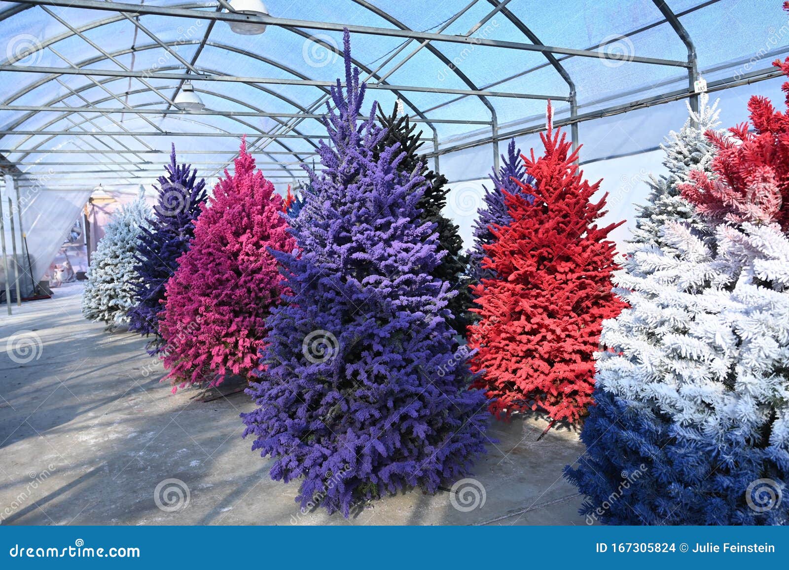 Flocked Christmas Trees stock photo. Image of tree, celebrate - 167305824