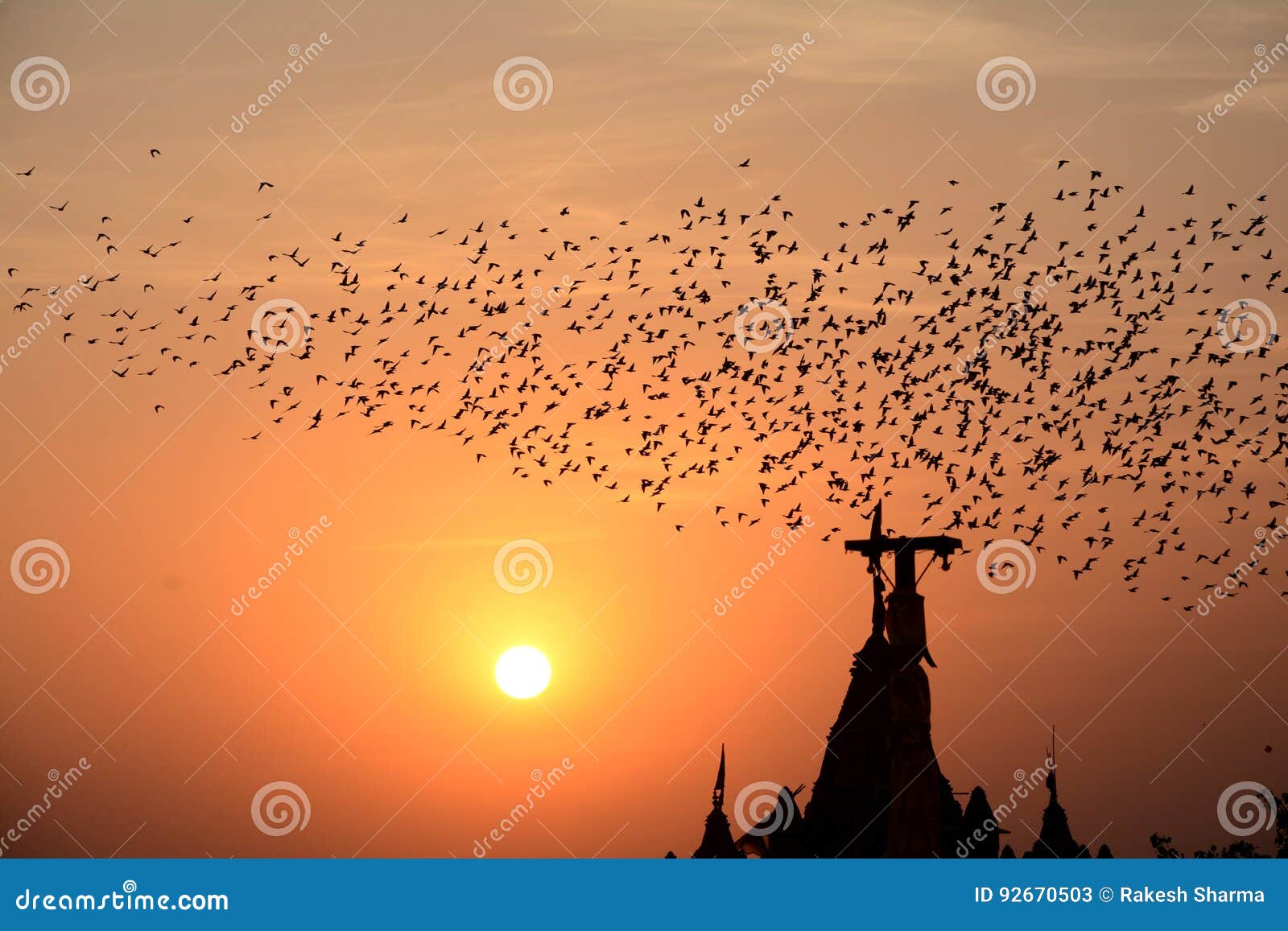 FLOCKING BEHAVIOR in BIRDS Bikaner Rajasthan Stock Image - Image of ...