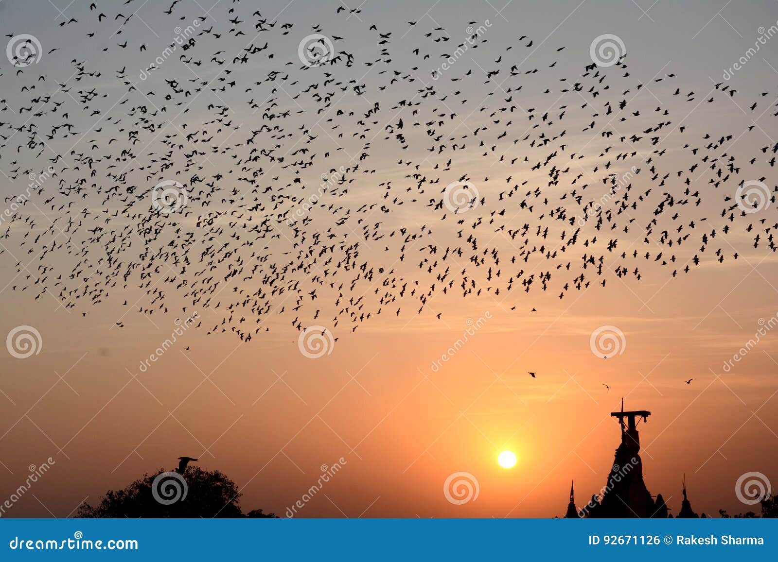 FLOCKING BEHAVIOR in BIRDS Bikaner Rajasthan Stock Photo - Image of ...