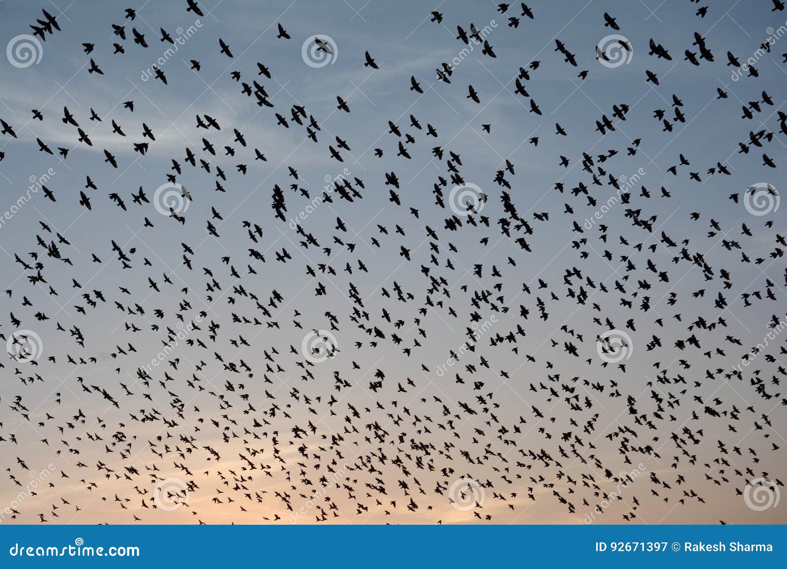 FLOCKING BEHAVIOR in BIRDS Bikaner Rajasthan Stock Image - Image of ...