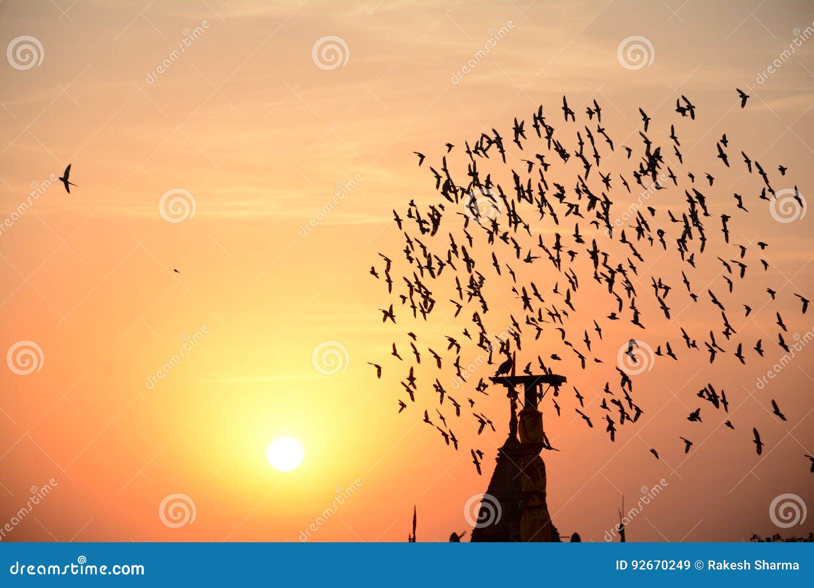 Flocking Behavior of Birds in Evening Stock Image - Image of birds ...