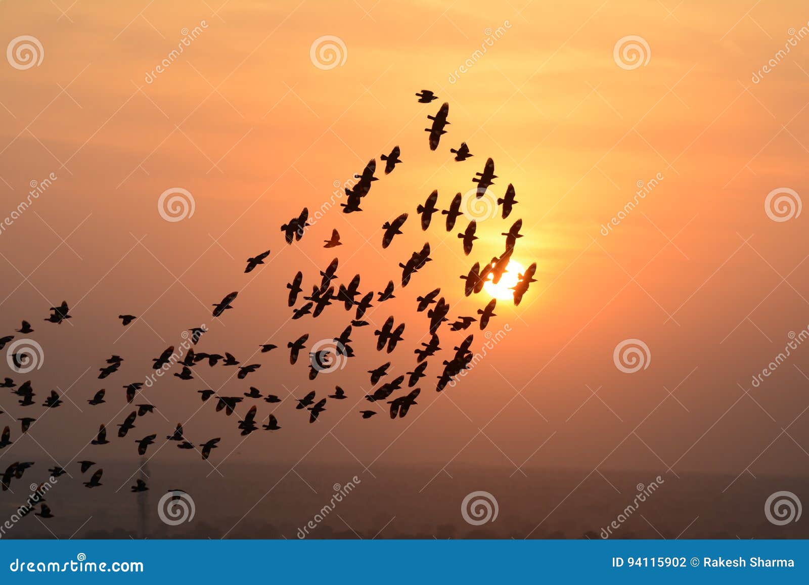 Flocking Behavior of Starlings Birds in Bikaner Stock Photo - Image of ...