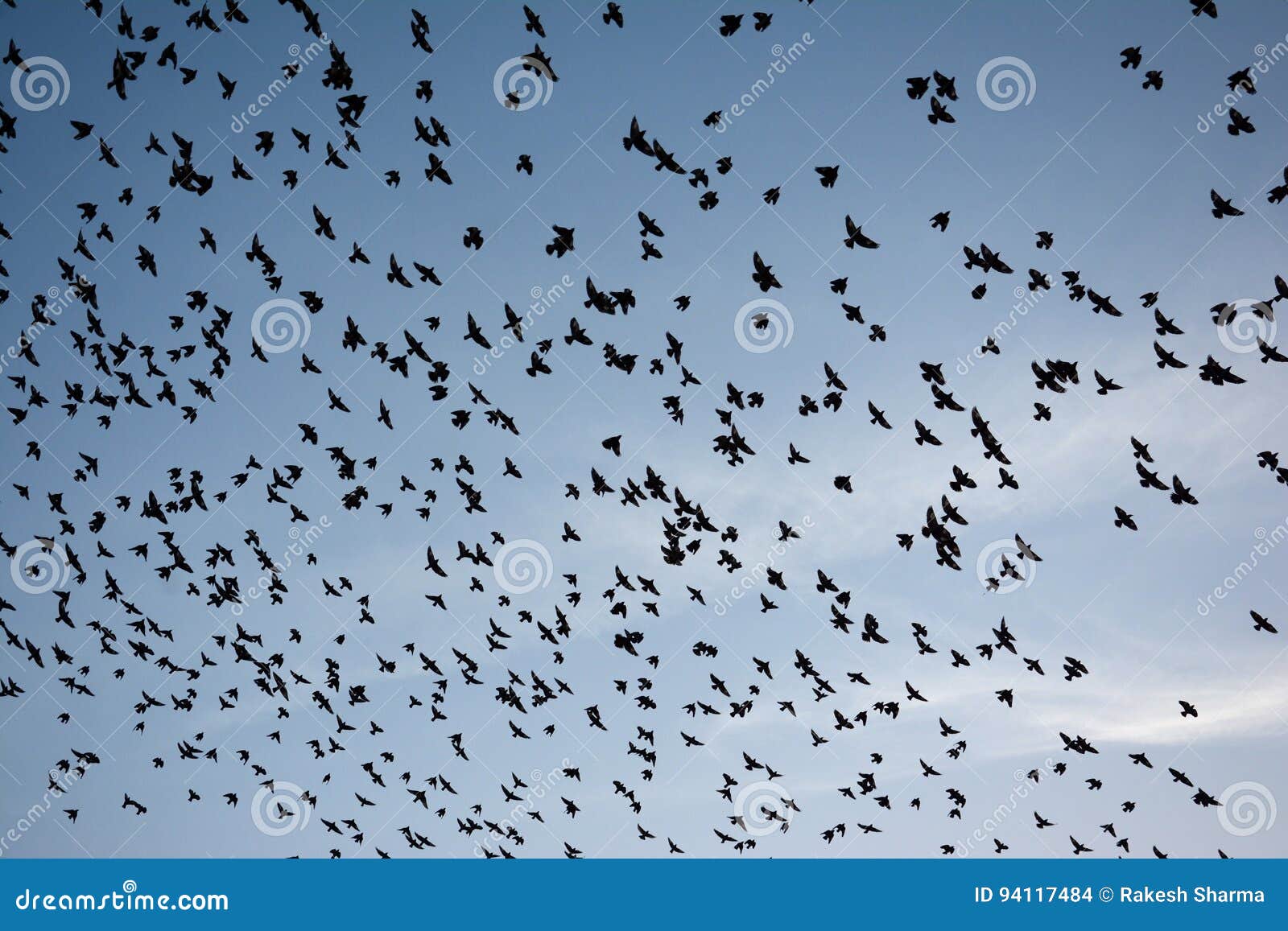 Flocking Behavior of Starlings Birds in Bikaner Stock Photo - Image of ...