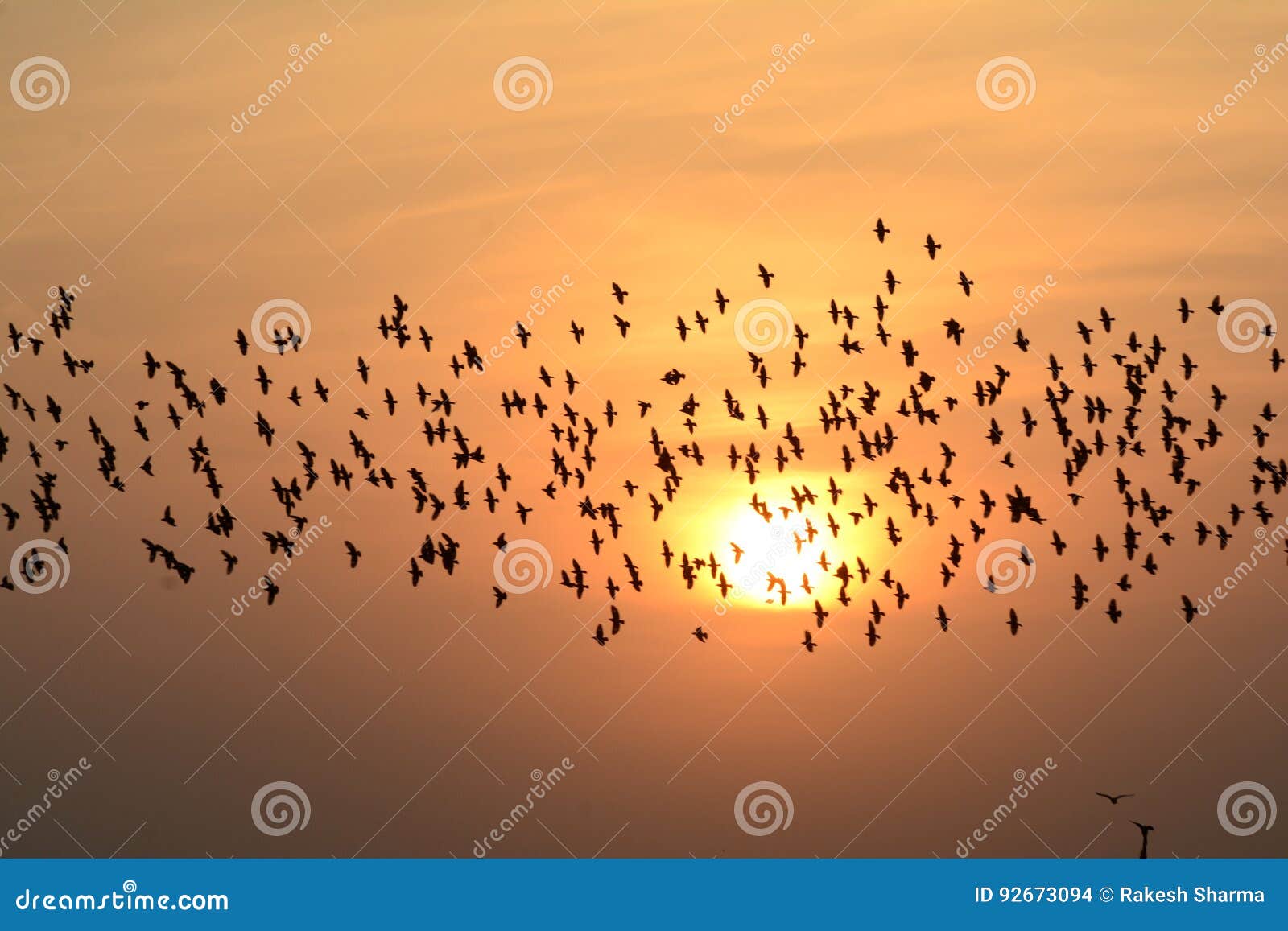 FLOCKING BIRDS in EVENING SKY BIKANER Rajasthan Stock Photo - Image of group, exhibited: 92673094
