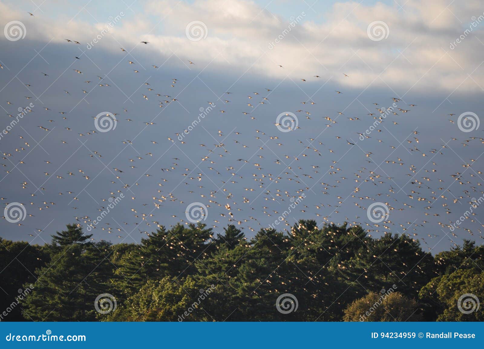Flocking birds stock image. Image of flocking, migration - 94234959