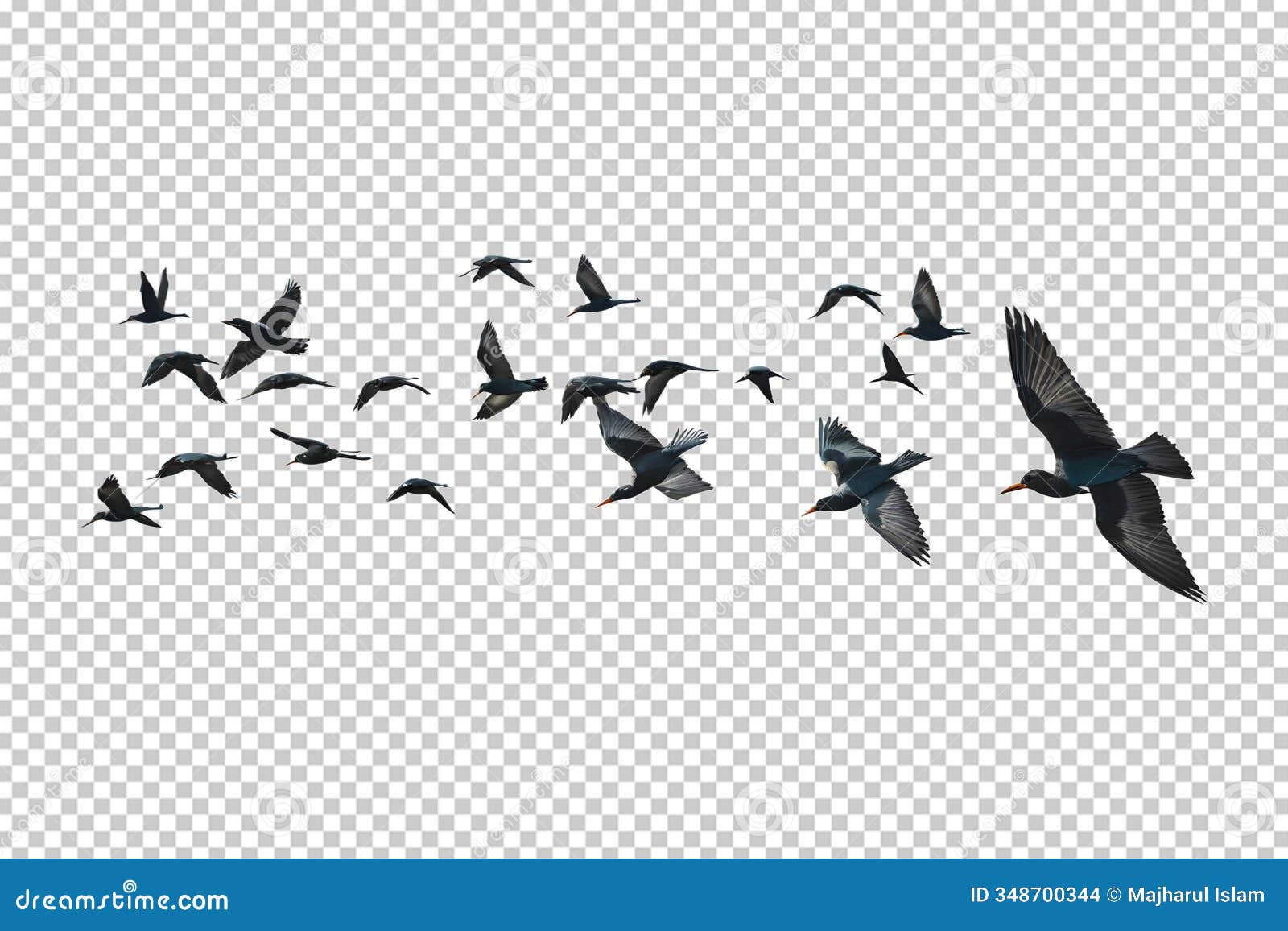 Flocking Birds in Flight Against a Transparent Background Stock Illustration - Illustration of ...
