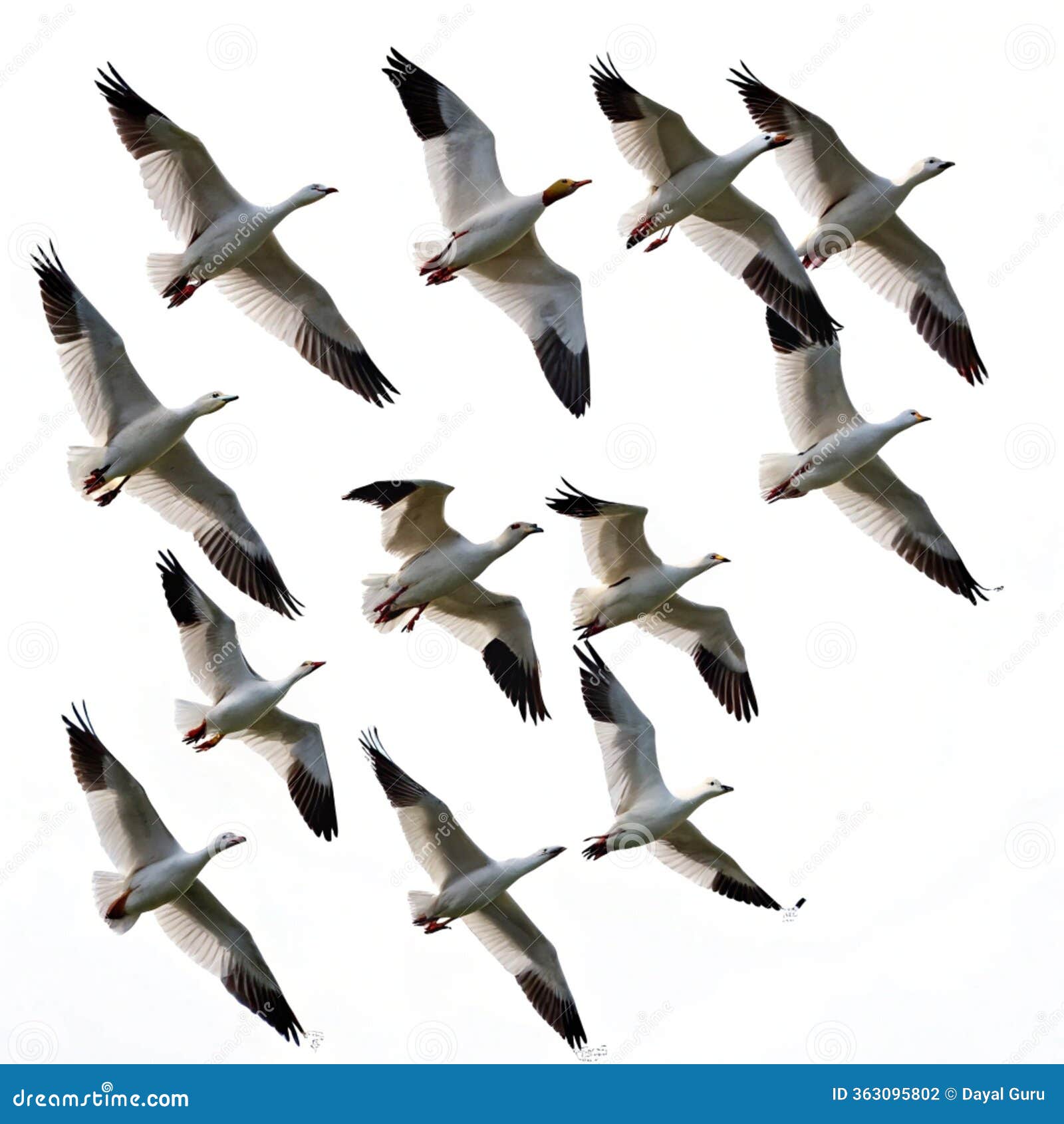 Flocking Birds Isolated on White Background Stock Illustration ...