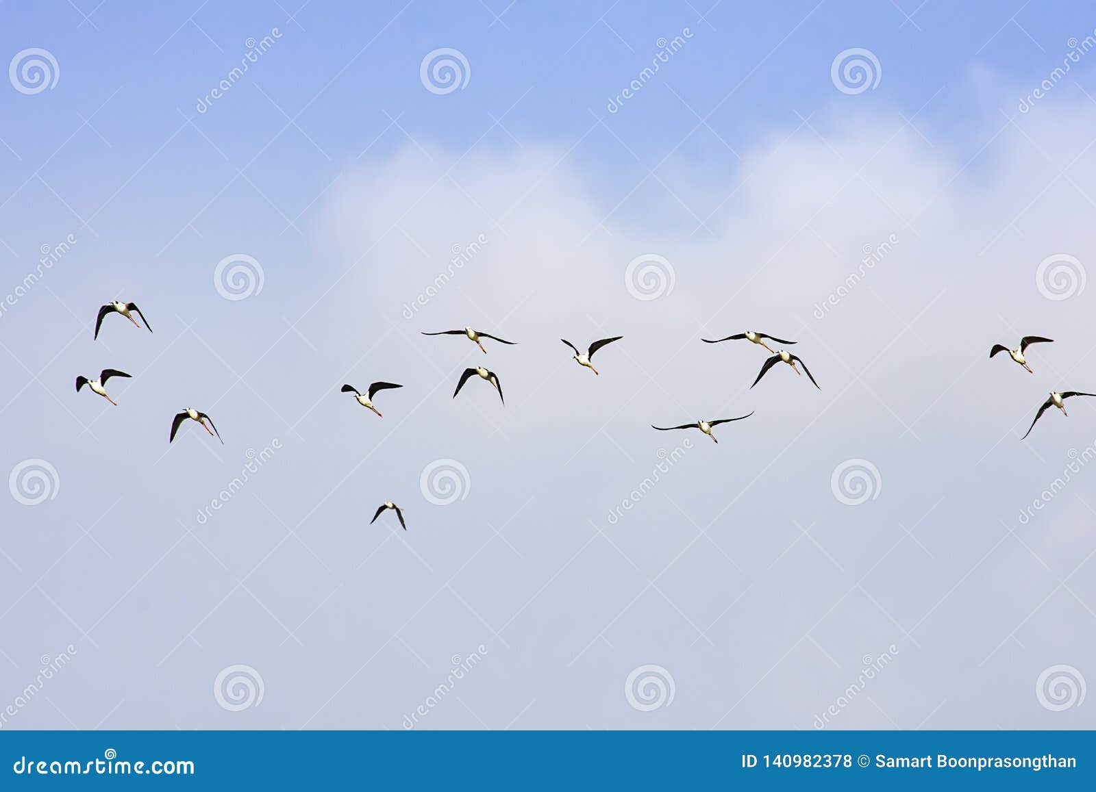 Flocks of Birds Flying in the Sky Stock Photo - Image of heaven, beauty ...