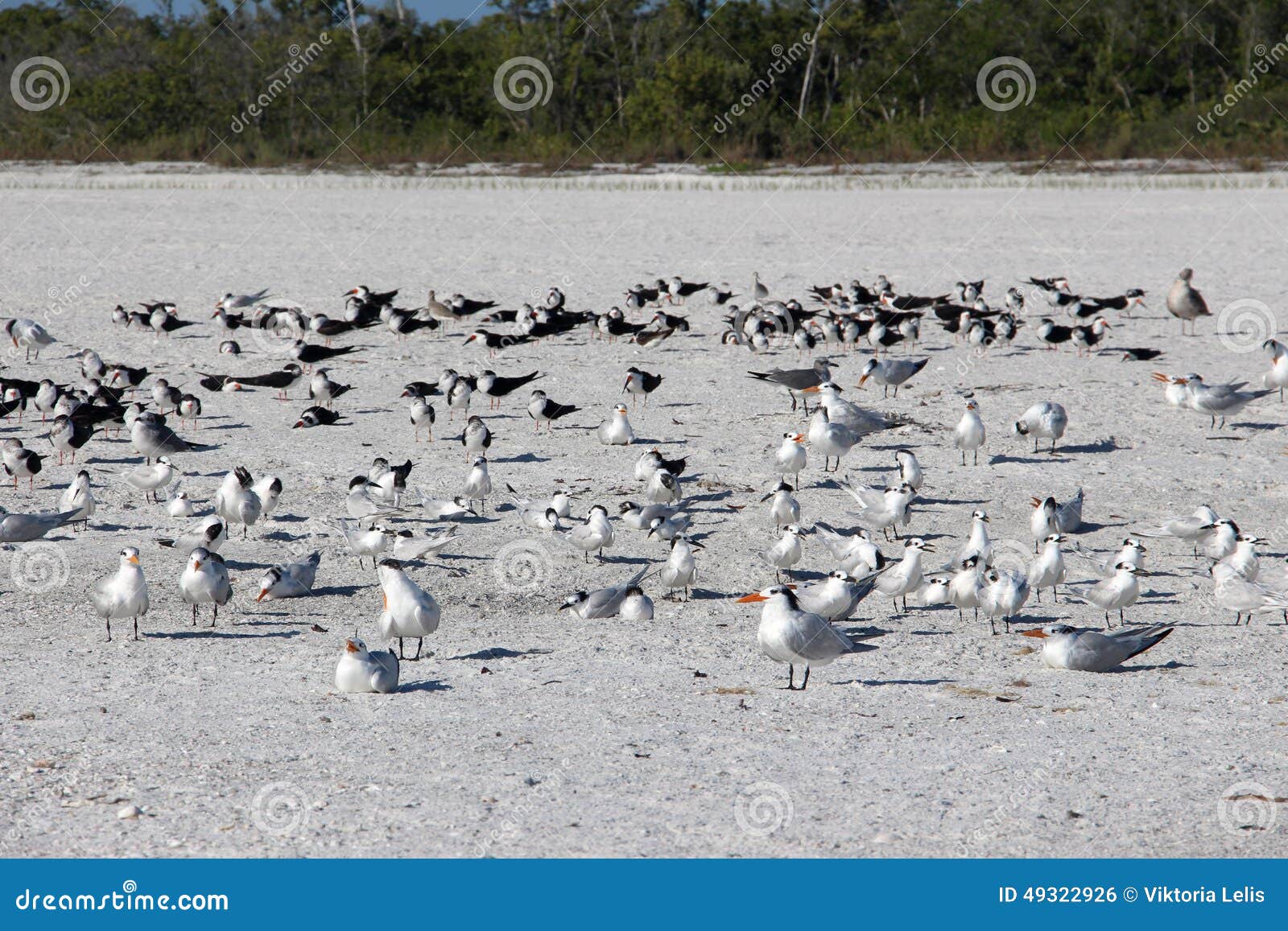 Flocks of birds stock photo. Image of sand, seagull, seabird - 49322926
