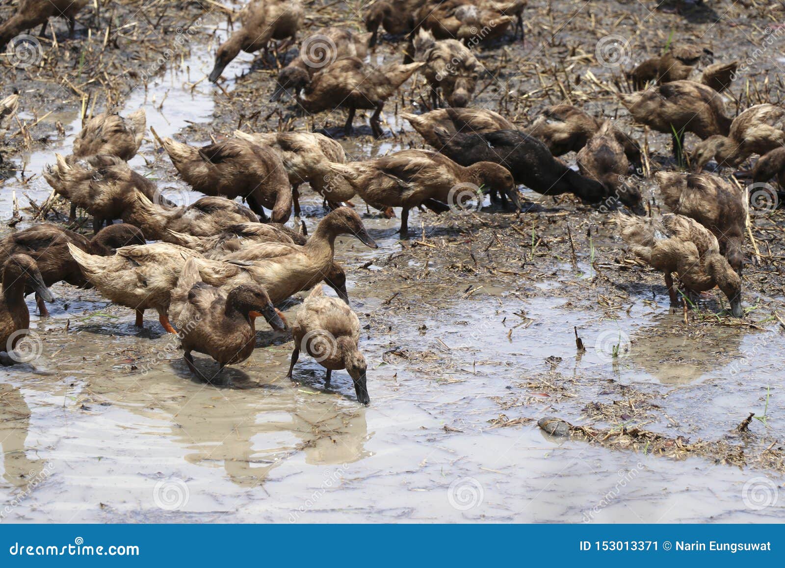 Flocks of Ducks Raised in the Fields Stock Image - Image of field ...
