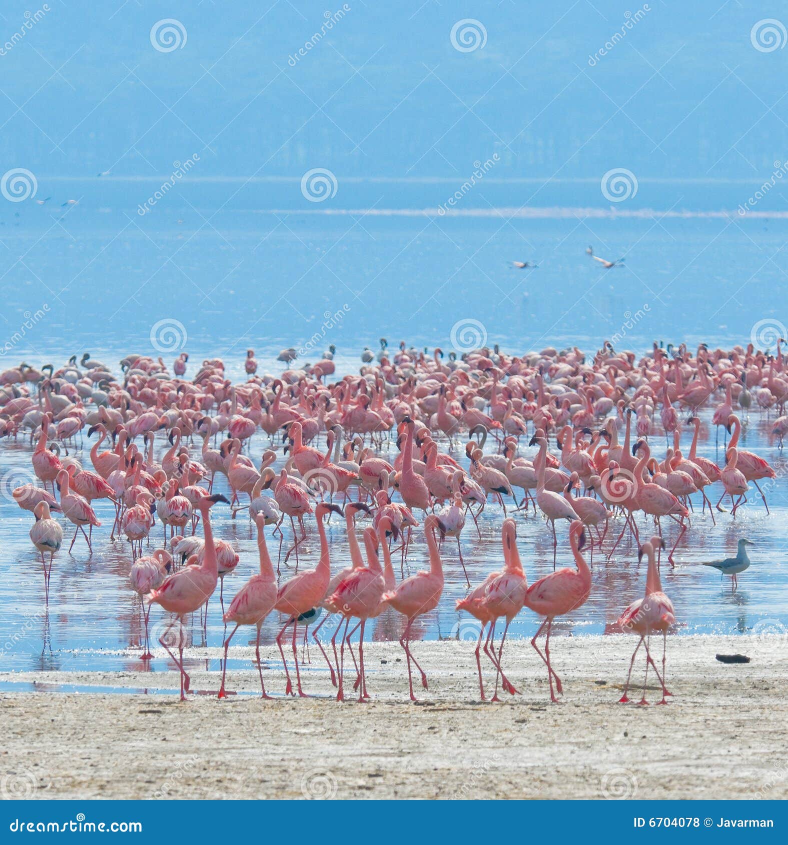 Flocks of flamingo stock photo. Image of colored, national - 6704078