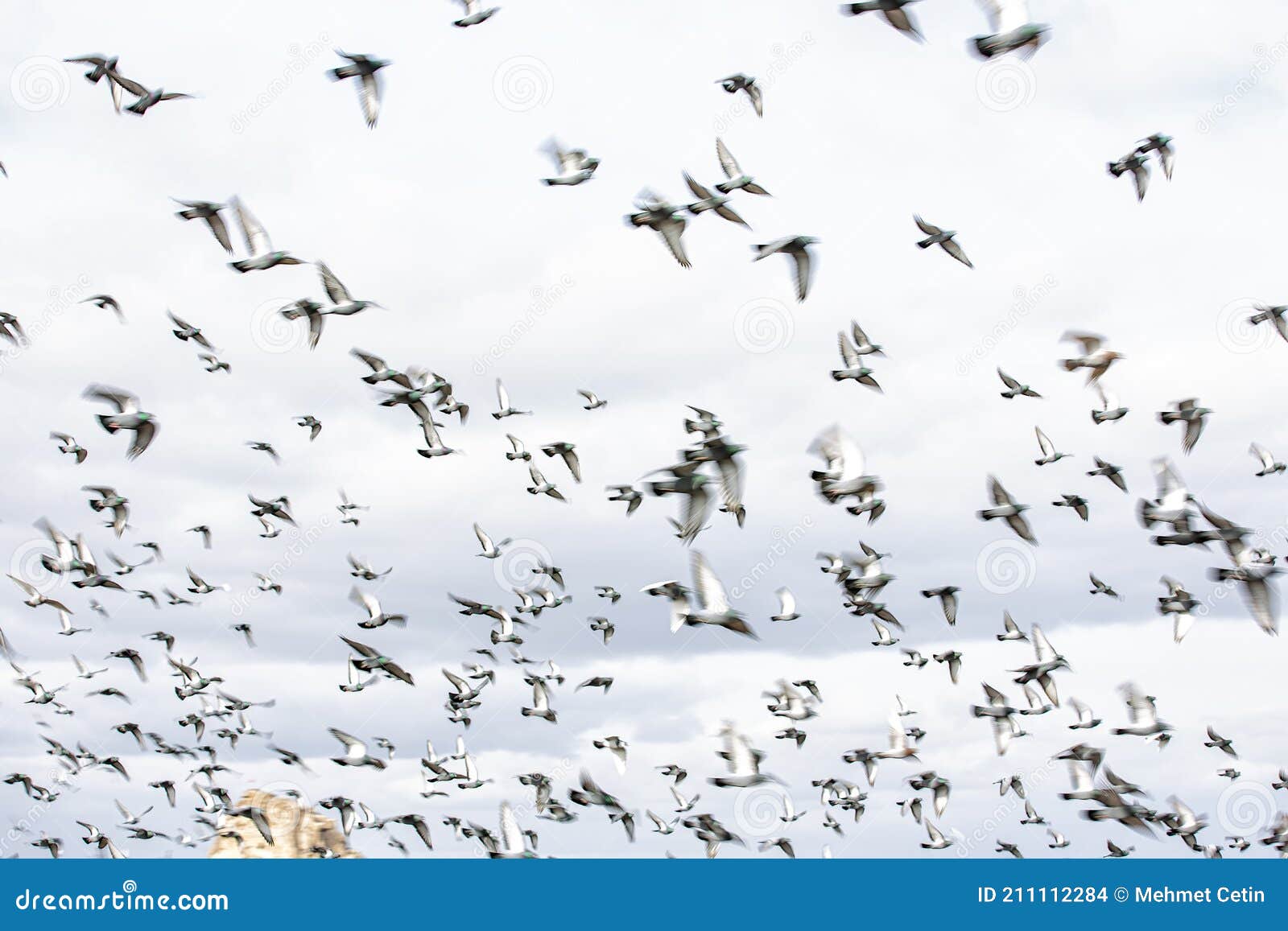 Flocks of Flying Pigeons Isolated on Blue Sky. Flying Pigeons. the ...