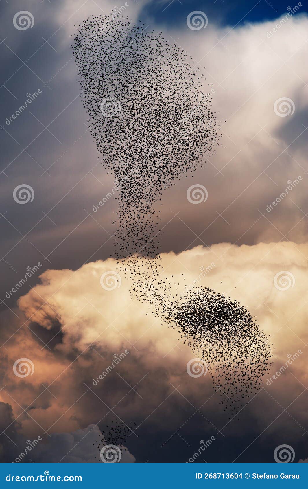 Flocks of Bird with Beautiful Clouds in Background. the Particular ...