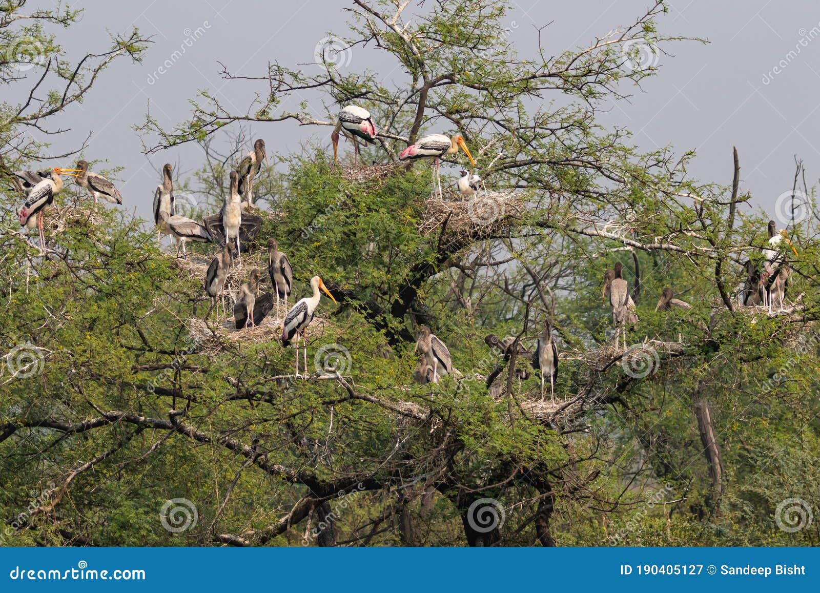 Flocks of Painted Storks Nesting Stock Image - Image of sanctuary ...