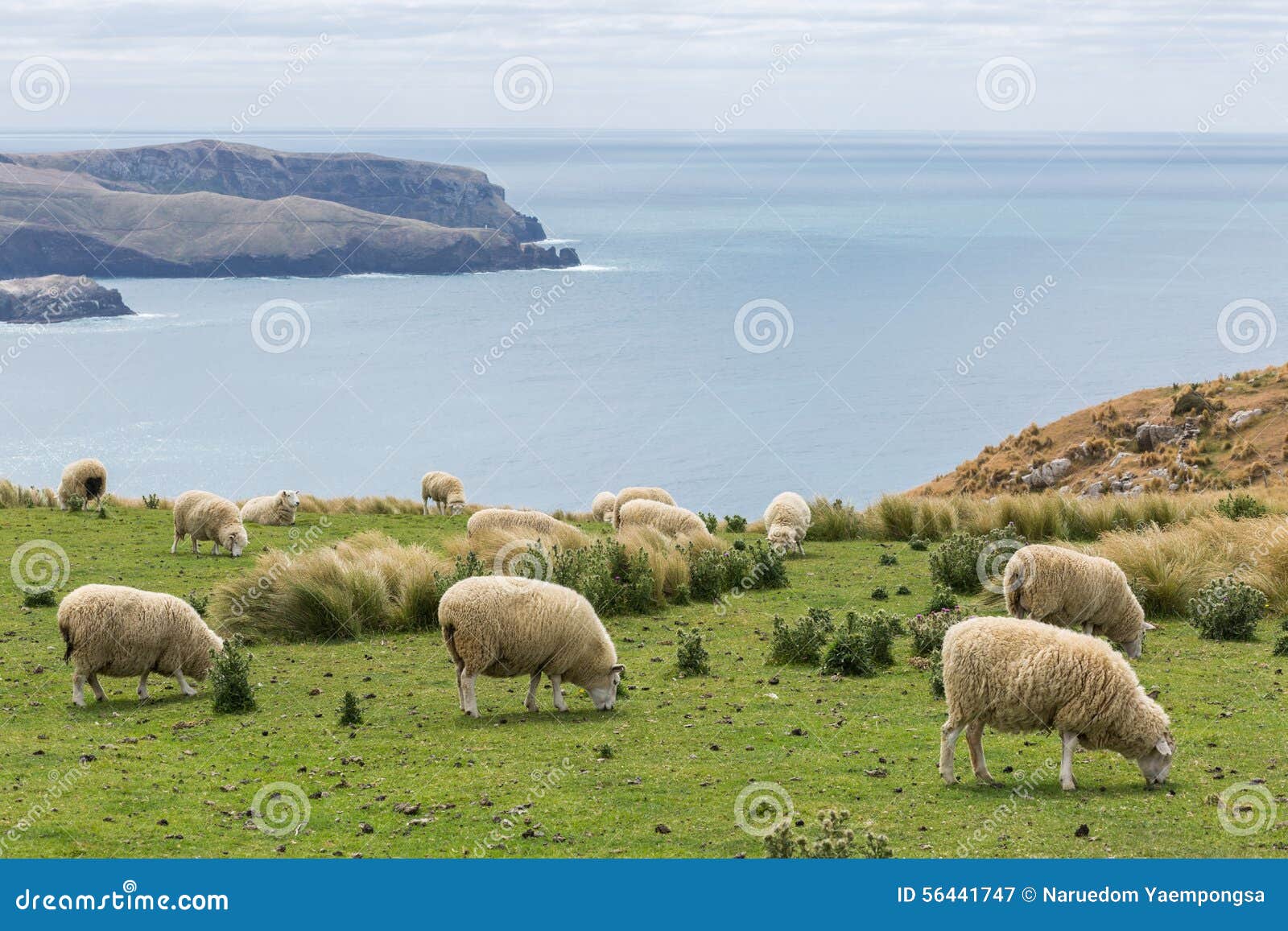 Flocks of Sheep Graze in the Fields with Spectacular Ocean Views Stock ...