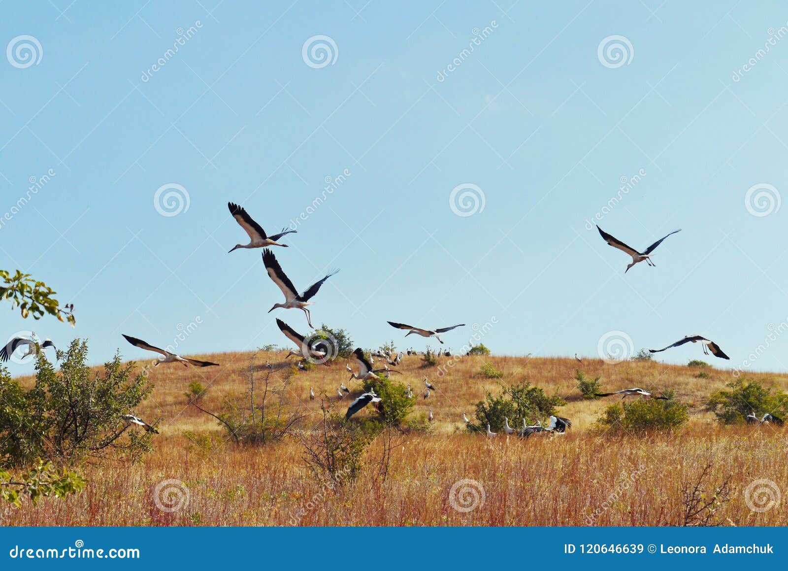 Flocks of Storks Flying Over the Withered Grass into the Distance of ...