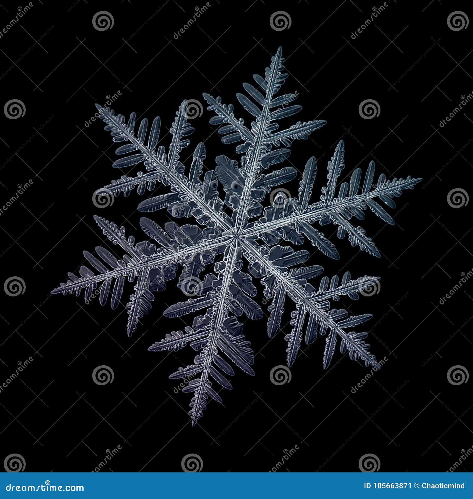 Floco De Neve Real Isolado No Fundo Preto Imagem de Stock - Imagem de ...