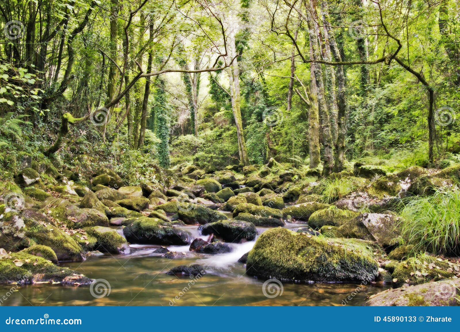 Flod fotografering för bildbyråer. Bild av scener, mossa - 45890133