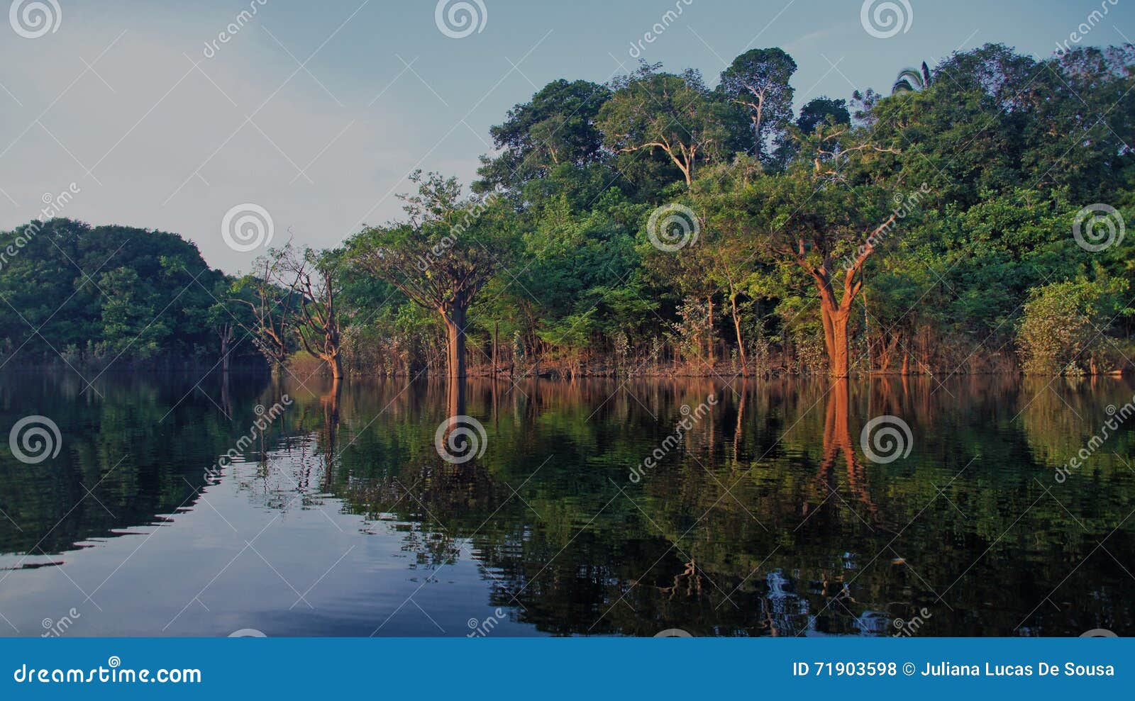 Flod Och Regnskog På Amazonas, Brasilien Arkivfoto - Bild av växt ...