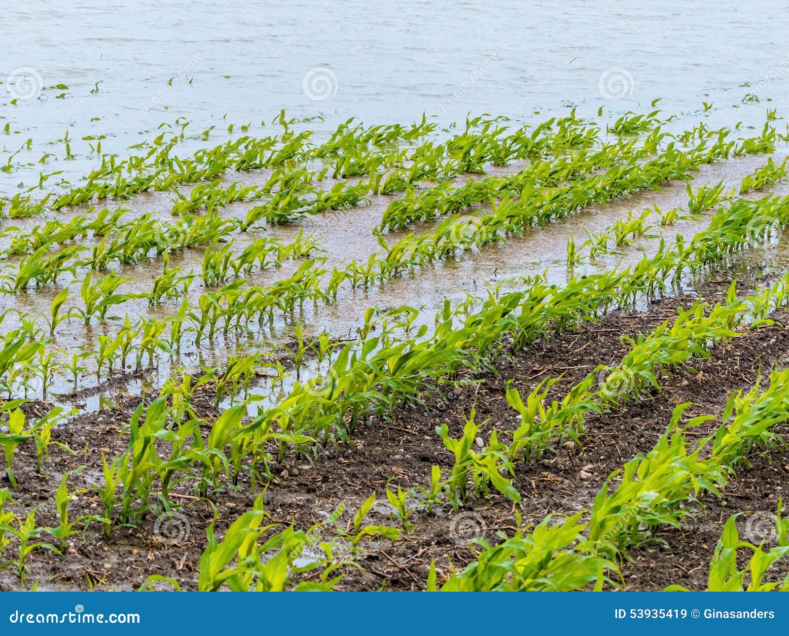 Floder 2013 fotografering för bildbyråer. Bild av växt - 53935419