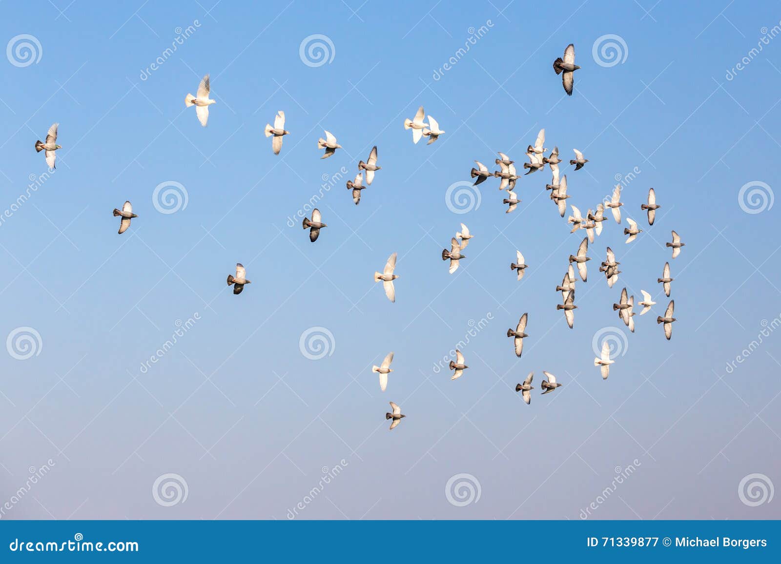 Flog of Pigeons in Front of Blue Sky Stock Image - Image of swarm ...