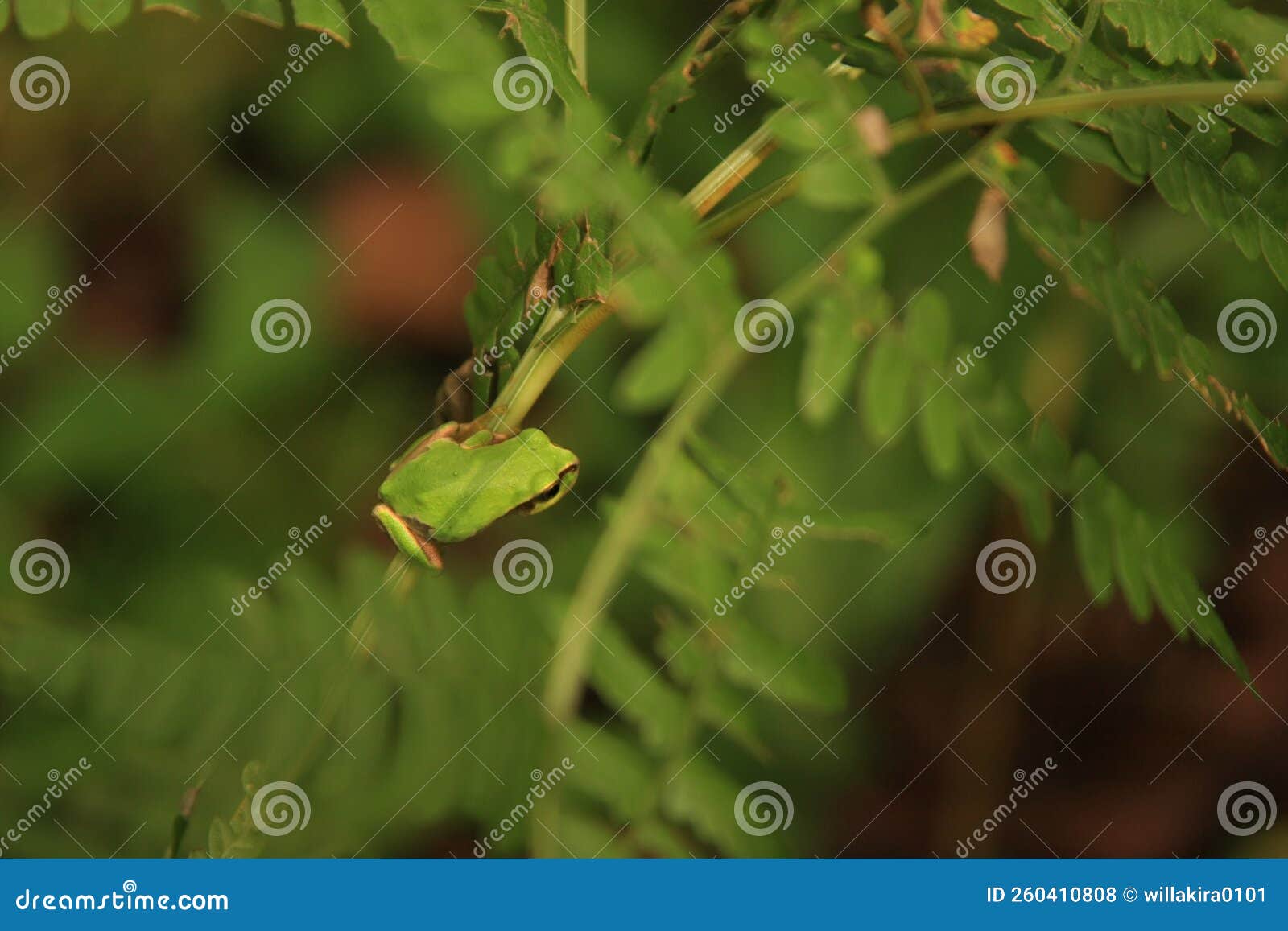 Flog in the forest stock photo. Image of produce, bait - 260410808