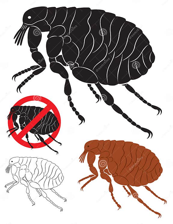 Floh vektor abbildung. Illustration von insekt, schwarzes - 25251387