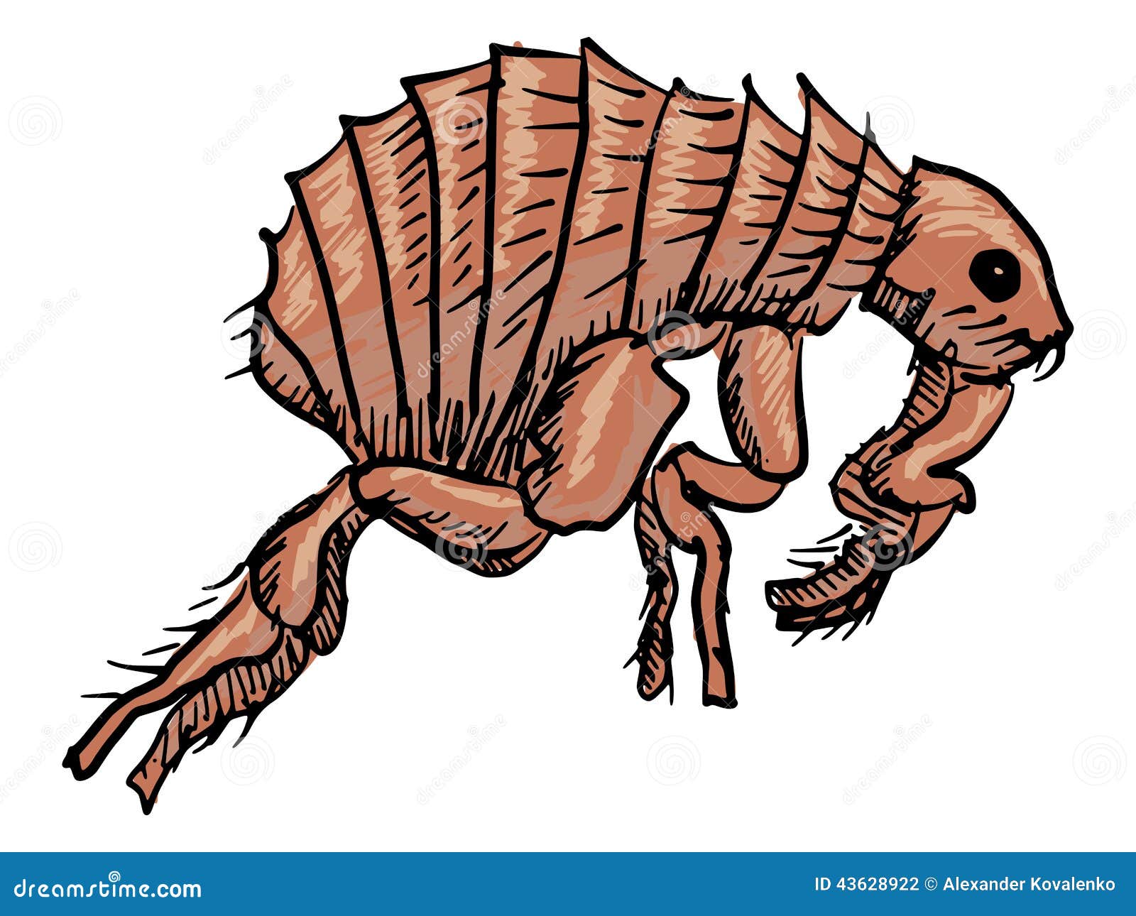 Floh vektor abbildung. Illustration von parasit, gekritzel - 43628922