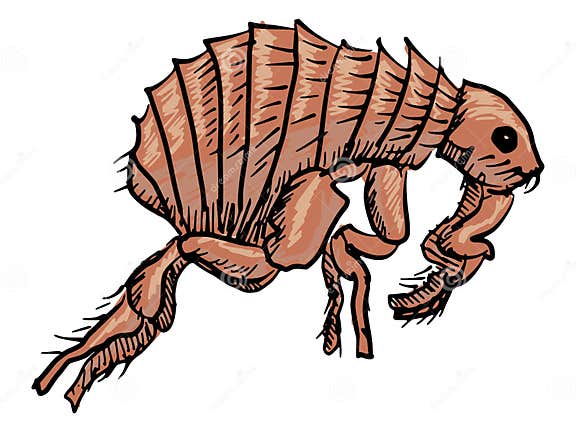 Floh vektor abbildung. Illustration von parasit, gekritzel - 43628922