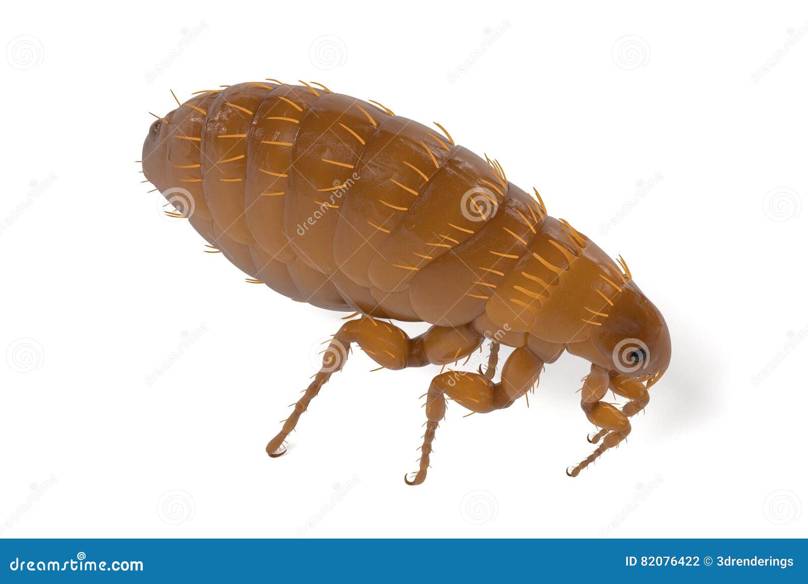 Floh stock abbildung. Illustration von parasit, abbildung - 82076422