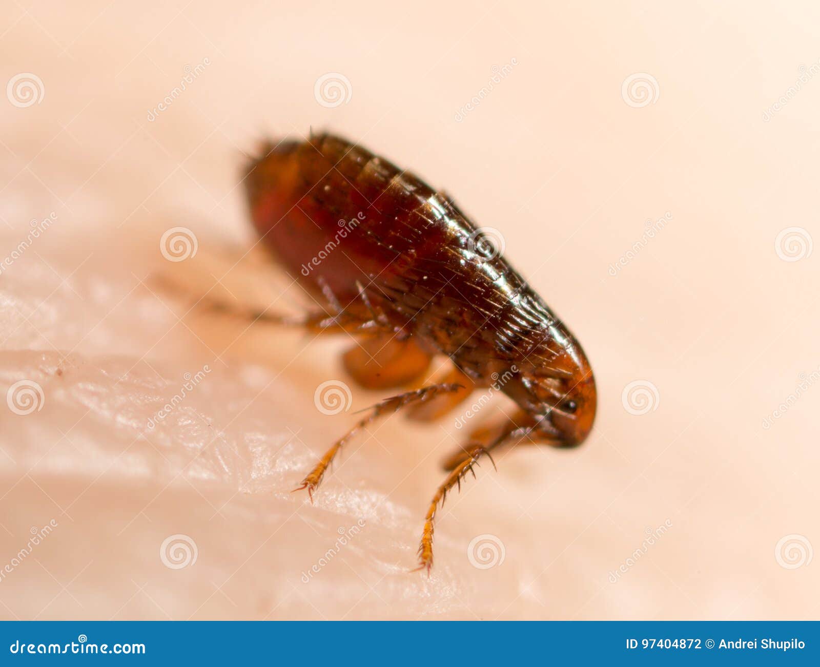 Floh auf menschlicher Haut stockfoto. Bild von haut, hintergrund - 97404872