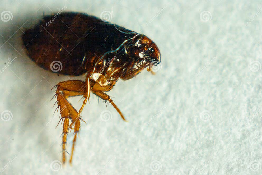 Floh Oder Menschenfloh - Pulex Irritans Auf Einem Weißen Hintergrund ...