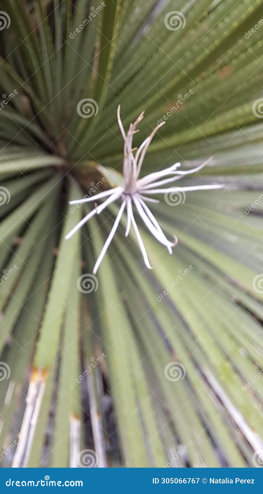 Flojera and Leaves I M in Awe Series Stock Image - Image of calm ...