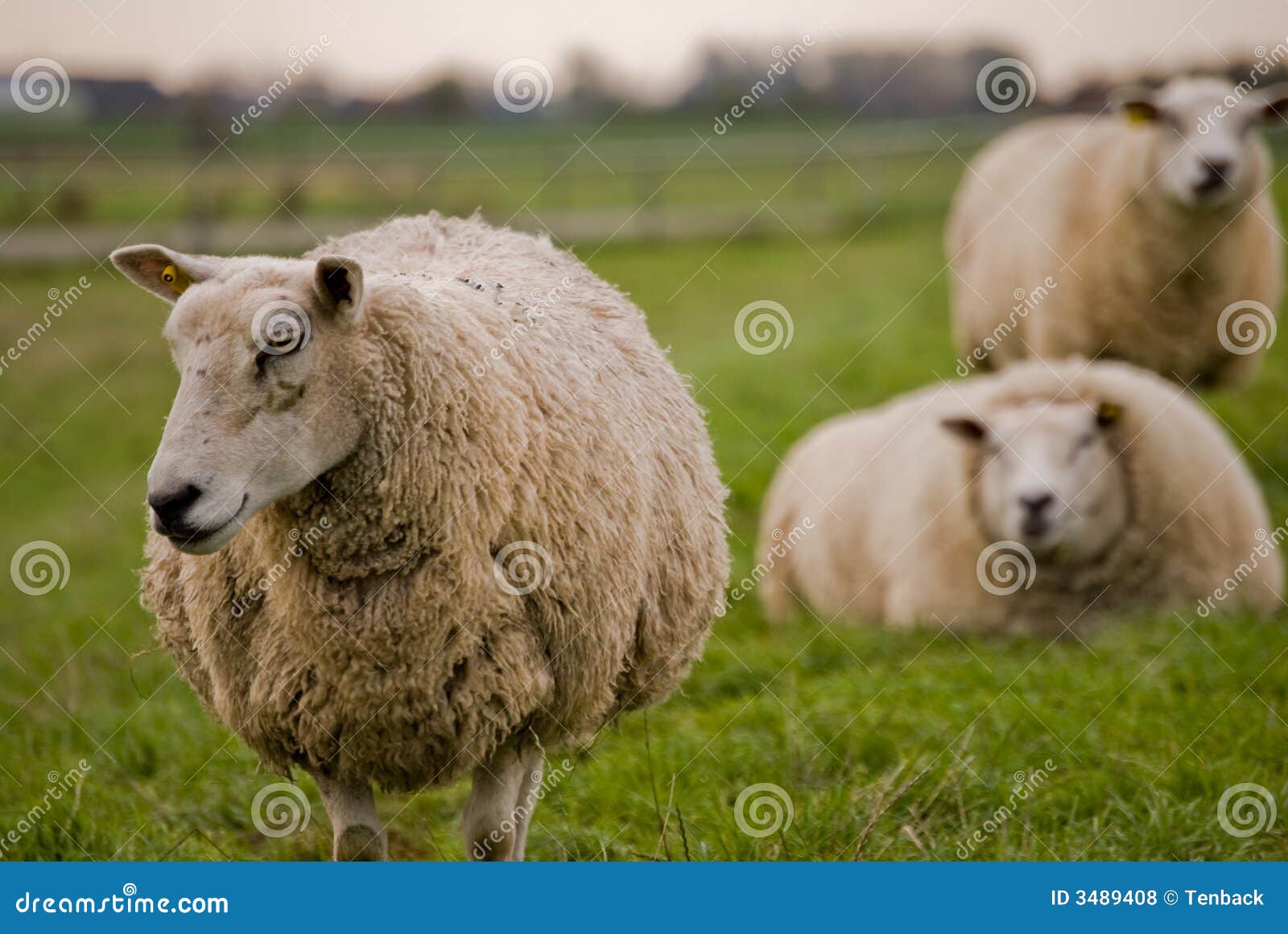 Flok Of Sheeps Picture. Image: 3489408