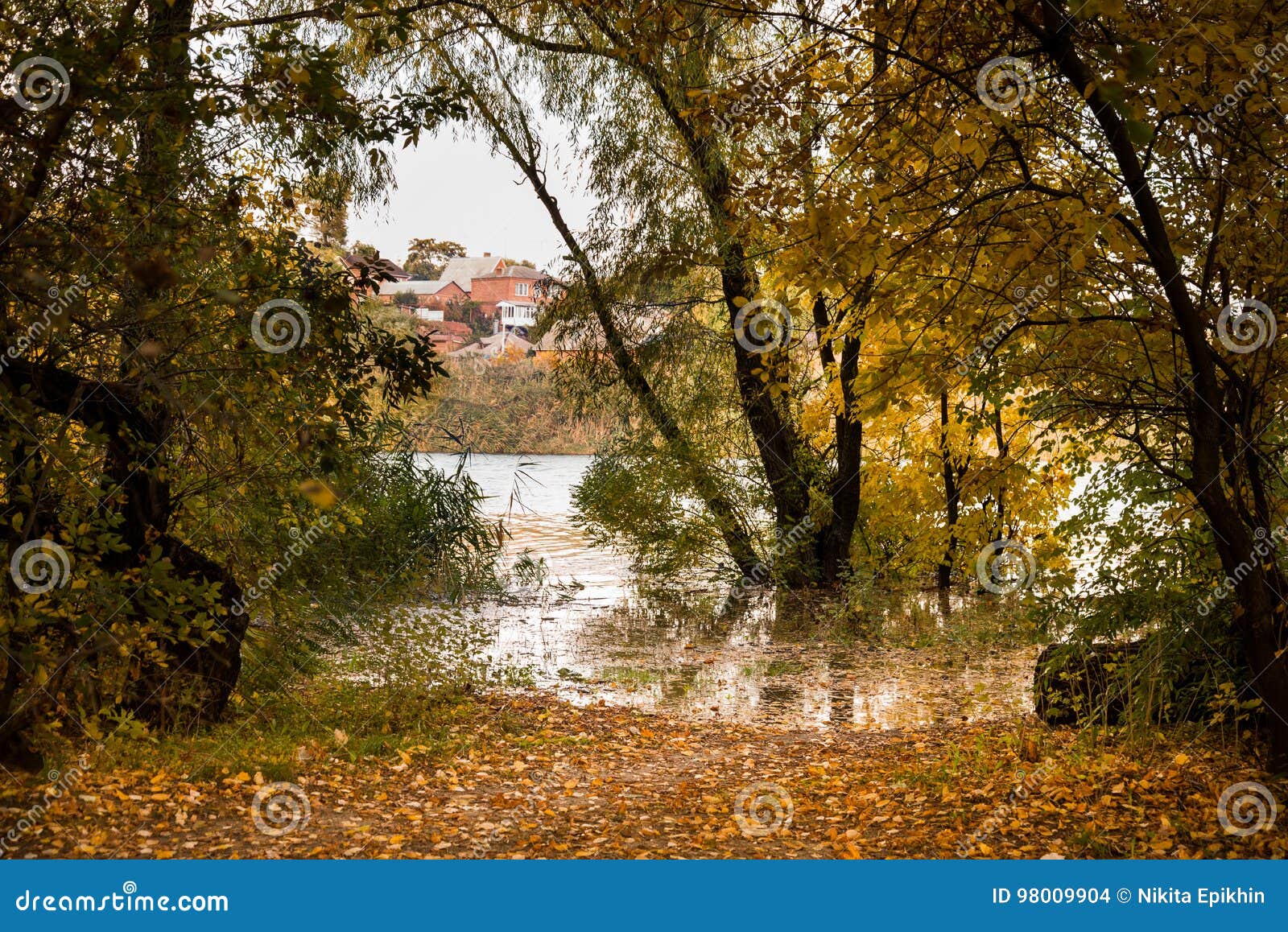Flood in the autumn forest stock photo. Image of autumnleaves - 98009904