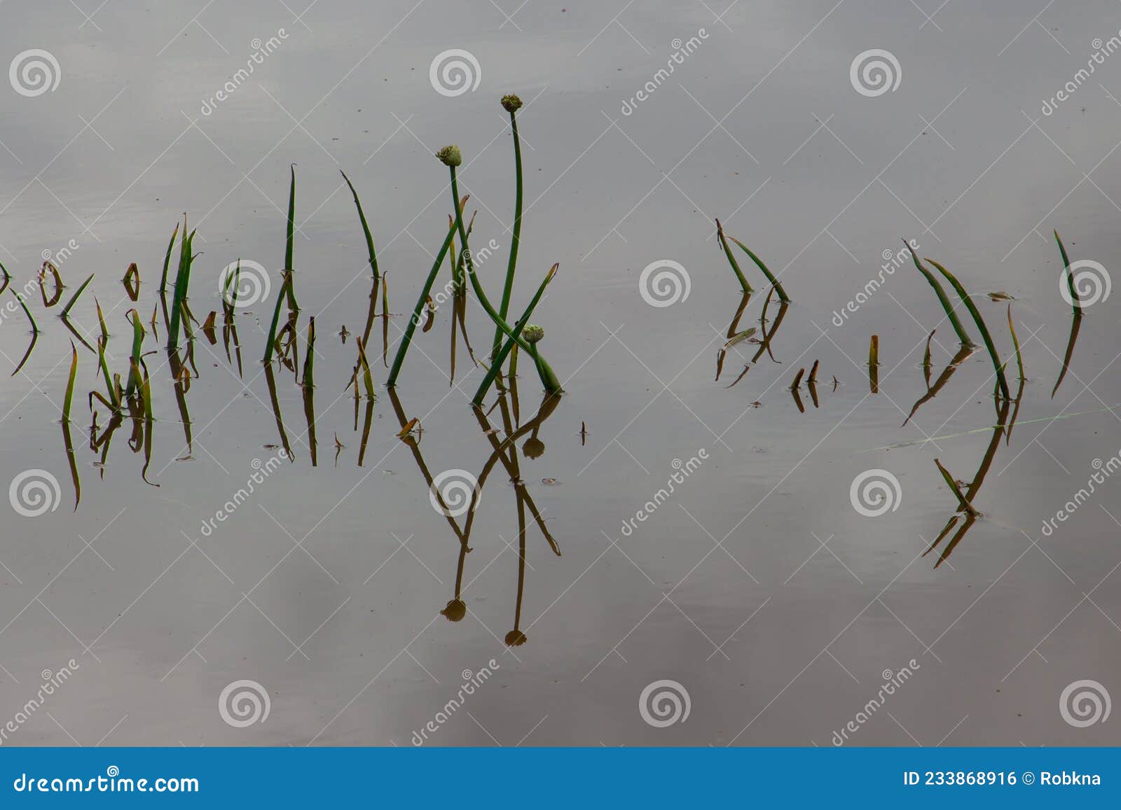 Flood Damage Done To Vegetable Plants Standing in the Water Stock Photo ...