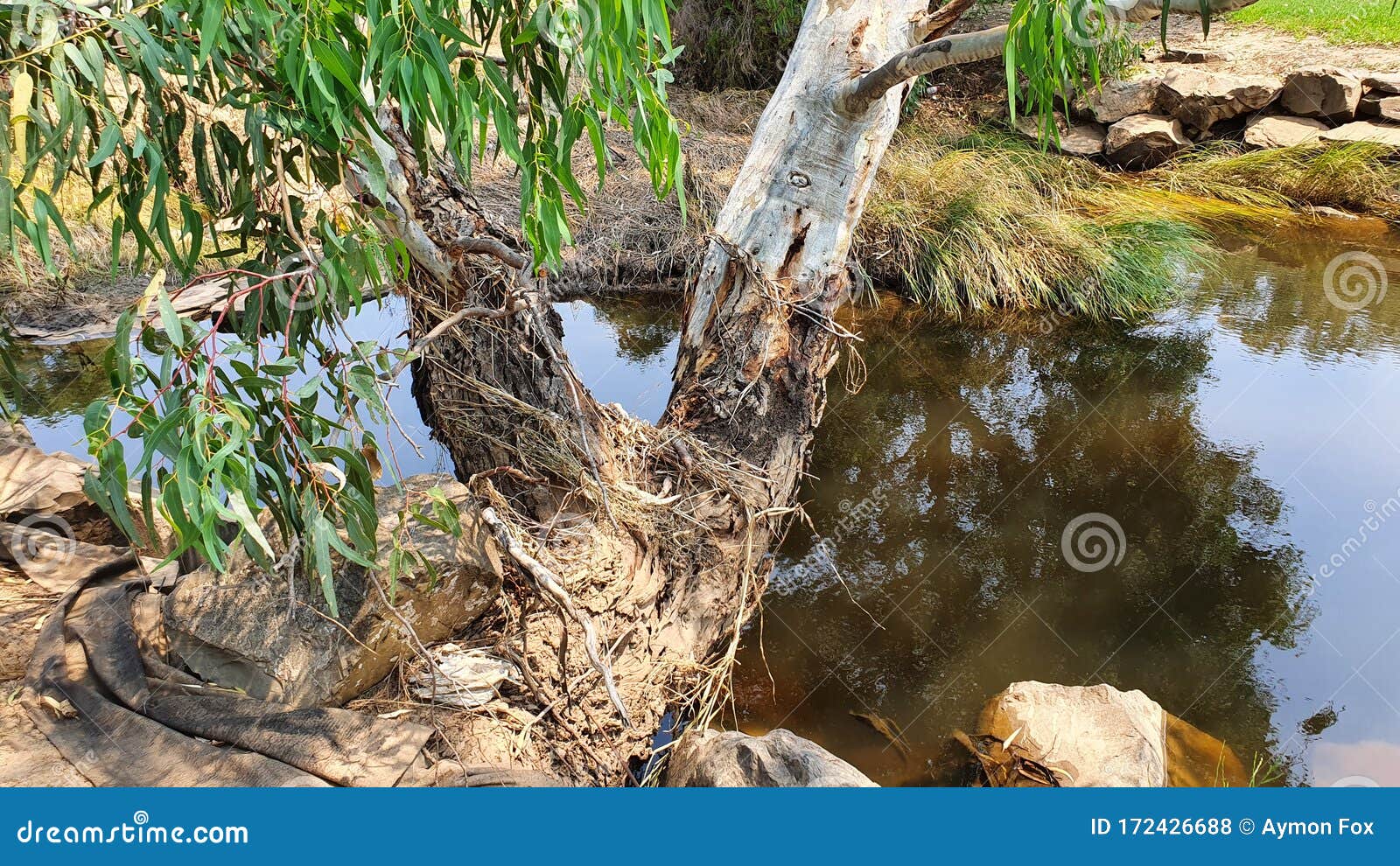 Flood Damaged Gum Tree at Dry Creek Stock Photo - Image of eucalypt ...