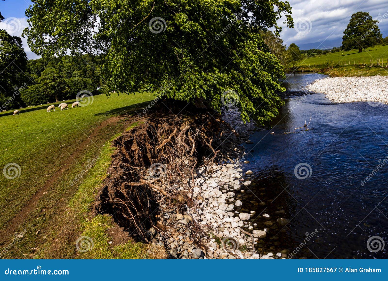 Flood Damaged Tree on the River Eamont Penrith Stock Image - Image of ...