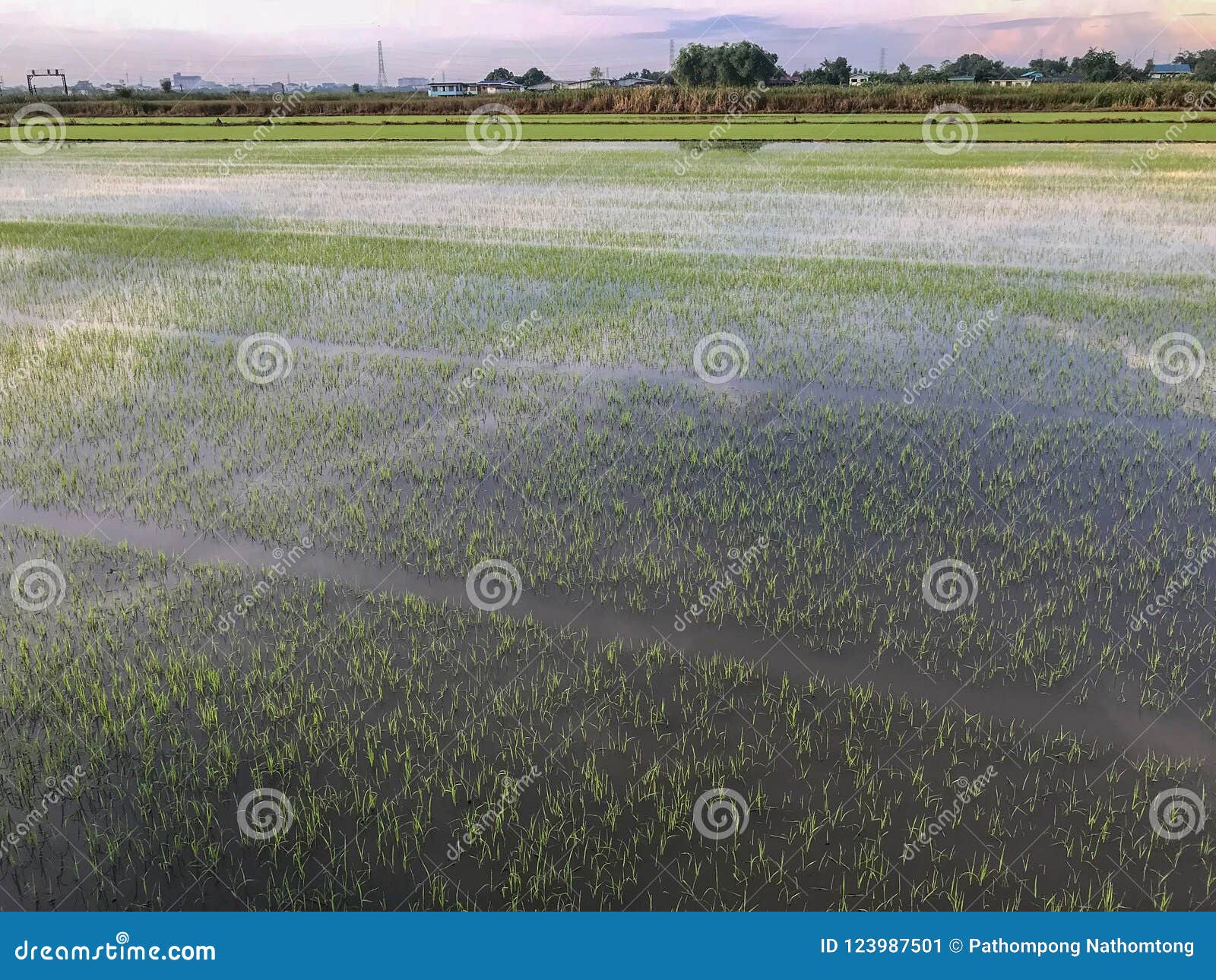 Flood in Falling Rice Field Stock Image - Image of deluge, cataclysm ...