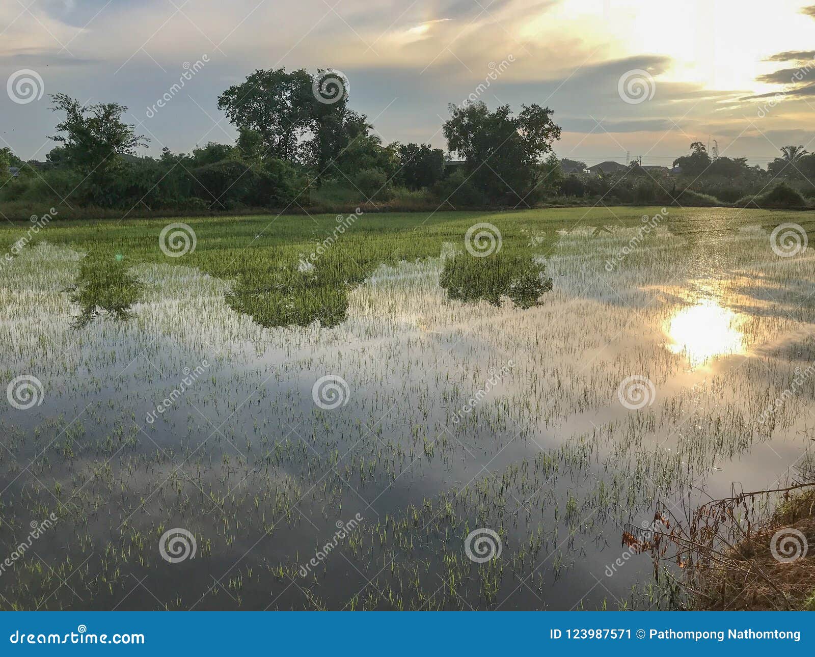 Flood in Falling Rice Field Stock Image - Image of condensation ...