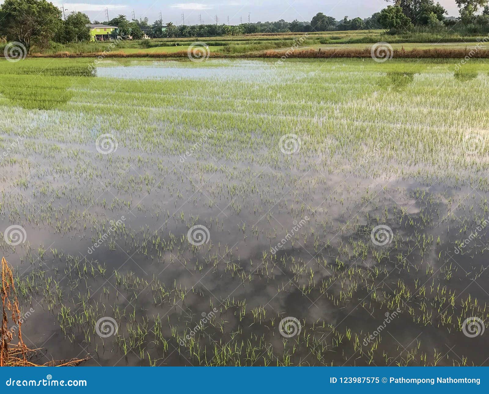 Flood in Falling Rice Field Stock Image - Image of flood, deluge: 123987575