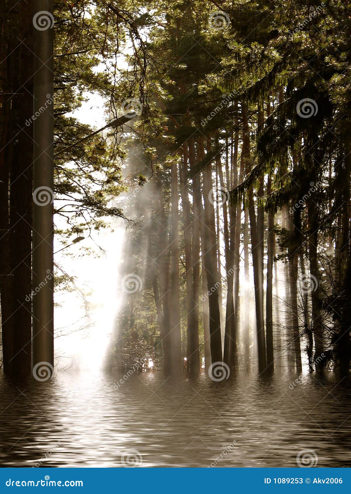 Flood in the forest stock image. Image of street, valley - 1089253