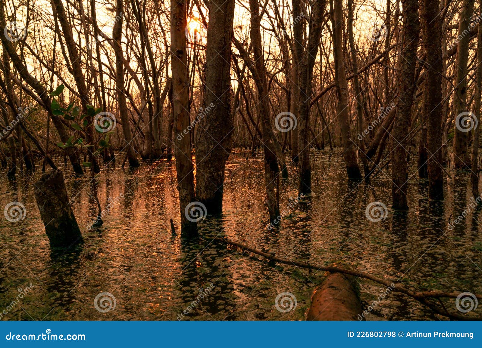 Flood Forest and Dead Tree Problems from Climate Change. Environmental ...