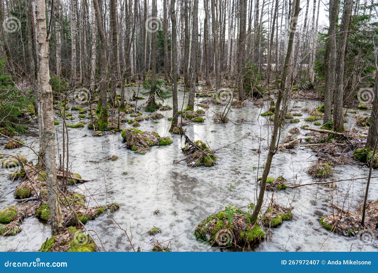 Flood, Forest, Tree Trunks Frozen in Water, Winter Stock Image - Image ...