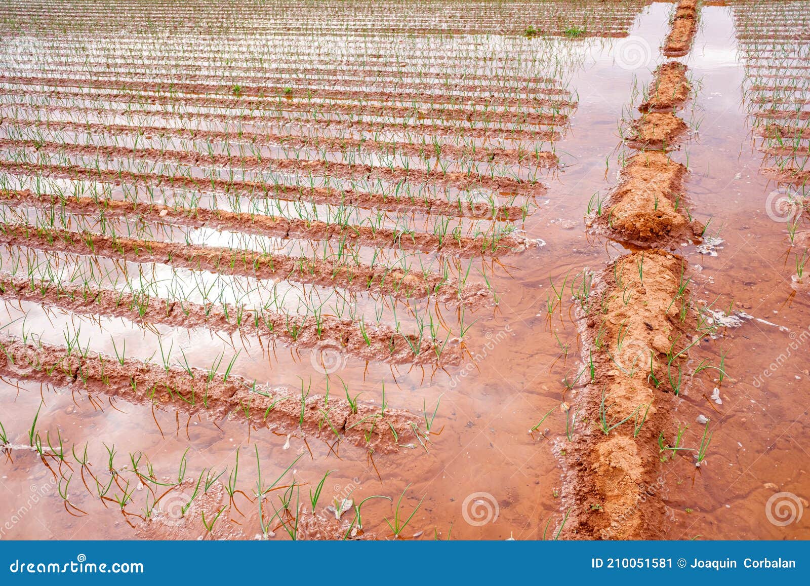 Flood Irrigation of a Vegetable Plantation Wasting Water Stock Image ...
