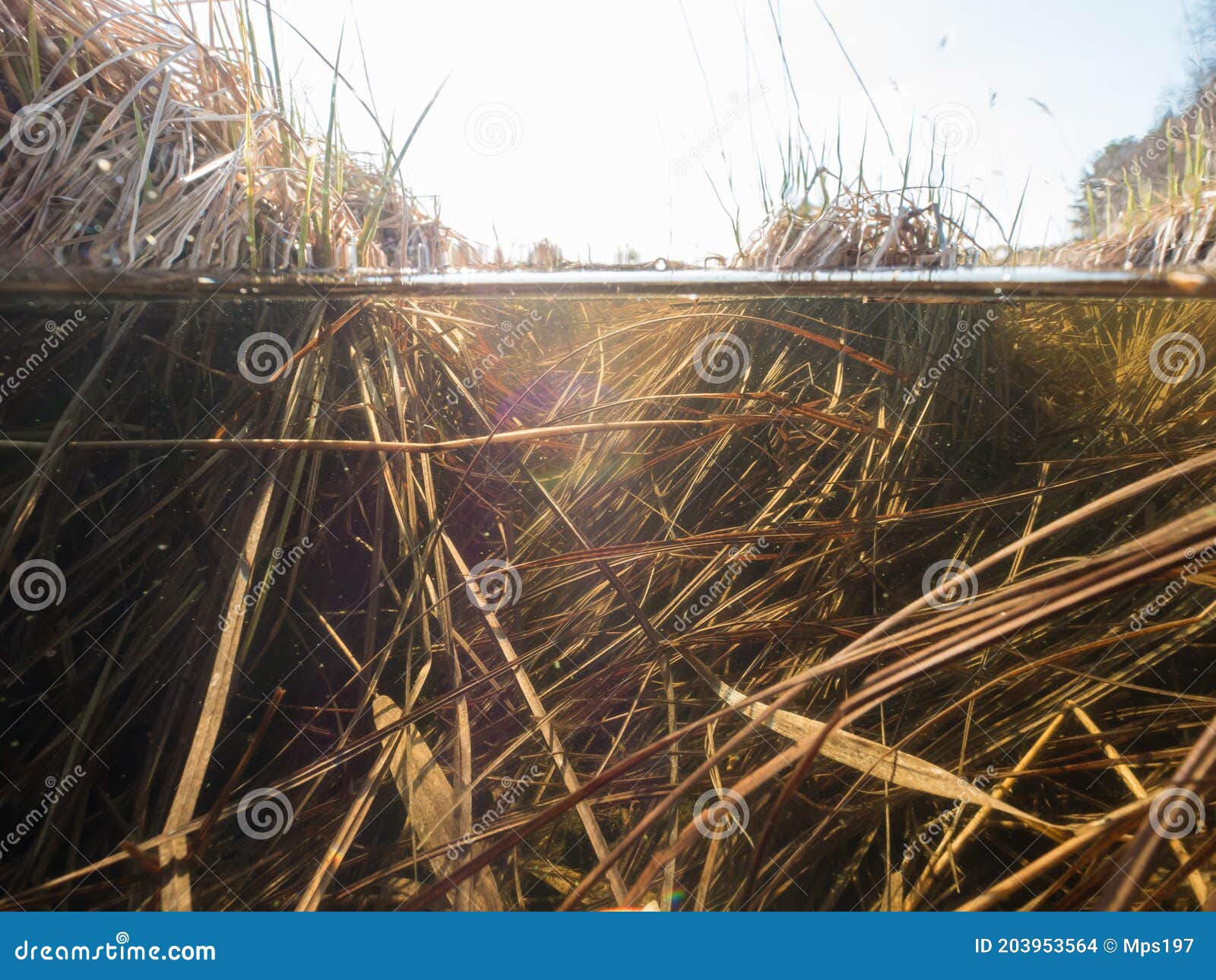 Flood Meadow Underwater Split Shot Stock Photo - Image of shallow ...